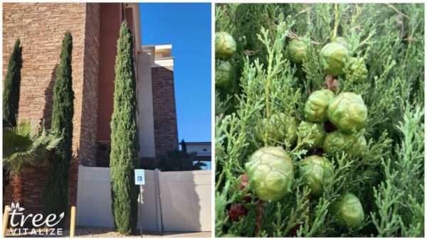 14 Different Types of Cypress Trees & Their Identifying Features