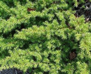 25 Different Types of Juniper Trees & Their Identifying Features
