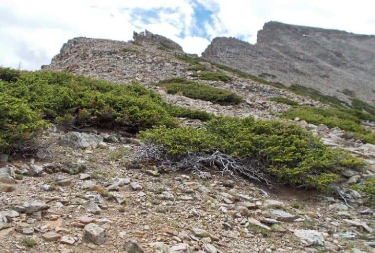 18 Different Types of Spruce Trees & Their Identifying Features