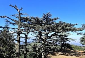 17 Different Types of Cedar Trees & Their Identifying Features