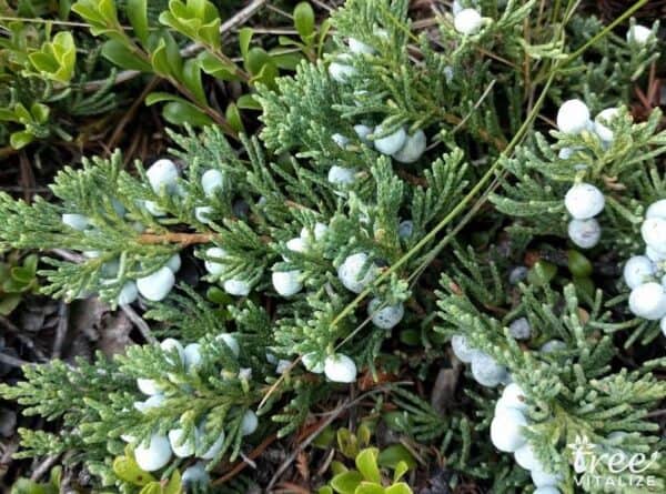 25 Different Types of Juniper Trees & Their Identifying Features