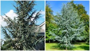 17 Different Types of Cedar Trees & Their Identifying Features