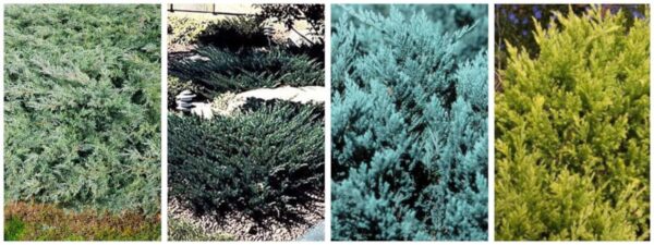 25 Different Types of Juniper Trees & Their Identifying Features