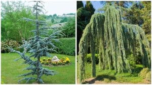 17 Different Types of Cedar Trees & Their Identifying Features