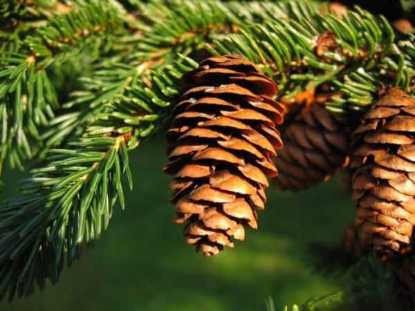 18 Different Types of Spruce Trees & Their Identifying Features