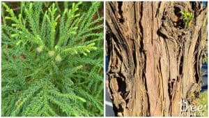 17 Different Types of Cedar Trees & Their Identifying Features