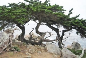 14 Different Types of Cypress Trees & Their Identifying Features