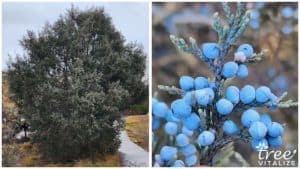 25 Different Types of Juniper Trees & Their Identifying Features