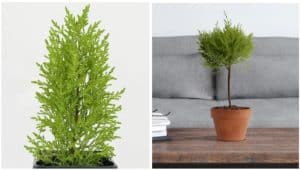 14 Different Types of Cypress Trees & Their Identifying Features