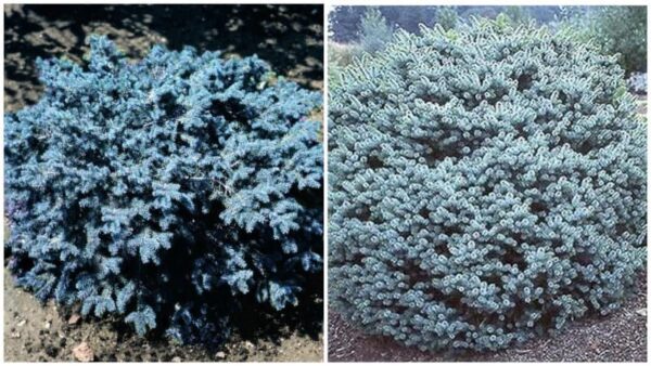 14 Evergreen Trees to Grow in Kentucky (Small and Large)