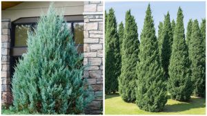 25 Different Types of Juniper Trees & Their Identifying Features