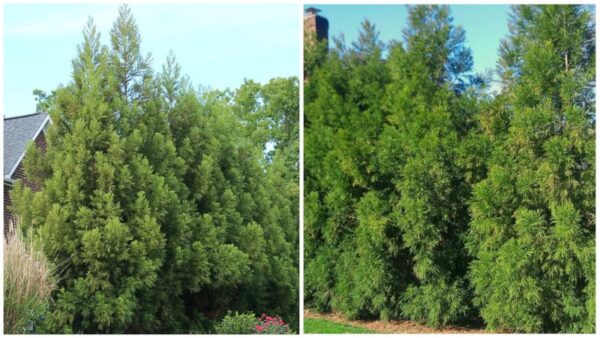 17 Different Types of Cedar Trees & Their Identifying Features