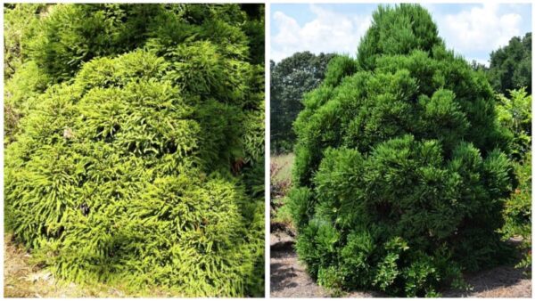 17 Different Types of Cedar Trees & Their Identifying Features