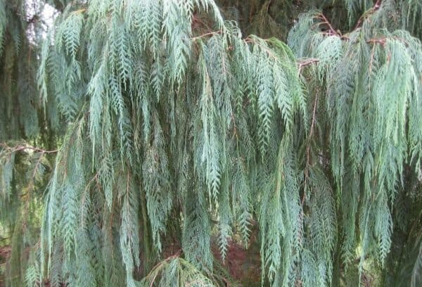 14 Different Types of Cypress Trees & Their Identifying Features