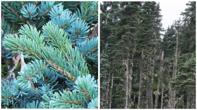 18 Different Types of Spruce Trees & Their Identifying Features