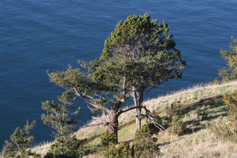 25 Different Types of Juniper Trees & Their Identifying Features