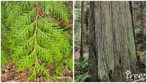 17 Different Types of Cedar Trees & Their Identifying Features