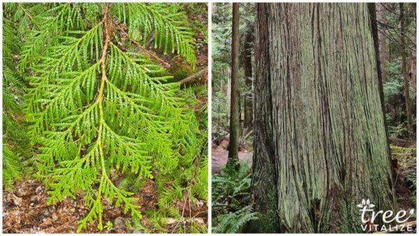 17 Different Types of Cedar Trees & Their Identifying Features