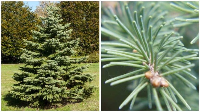 18 Different Types of Spruce Trees & Their Identifying Features