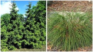 17 Different Types of Cedar Trees & Their Identifying Features