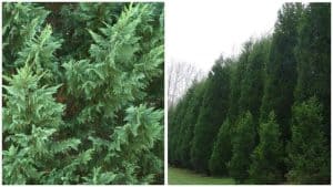 14 Different Types of Cypress Trees & Their Identifying Features