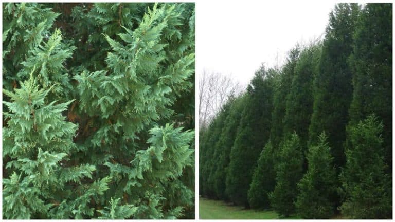 14 Different Types of Cypress Trees & Their Identifying Features