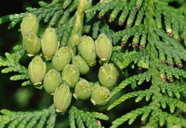 17 Different Types of Cedar Trees & Their Identifying Features