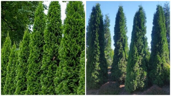 17 Different Types of Cedar Trees & Their Identifying Features
