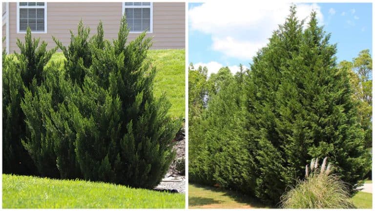 14 Different Types of Cypress Trees & Their Identifying Features