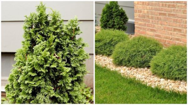 17 Different Types of Cedar Trees & Their Identifying Features