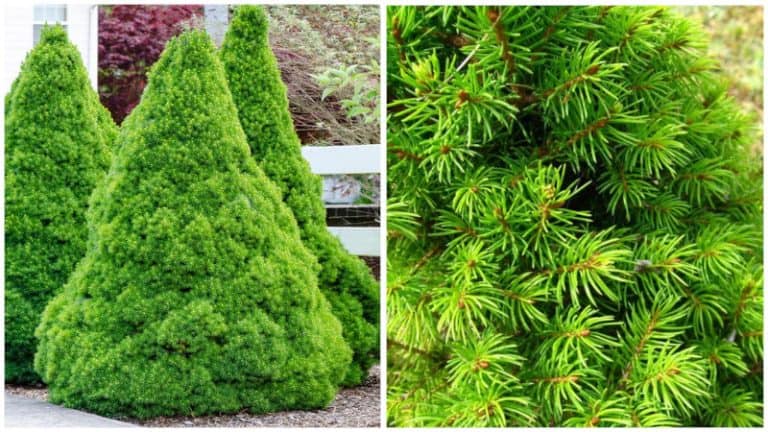 18 Different Types of Spruce Trees & Their Identifying Features