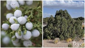 25 Different Types of Juniper Trees & Their Identifying Features