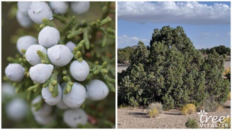 25 Different Types of Juniper Trees & Their Identifying Features