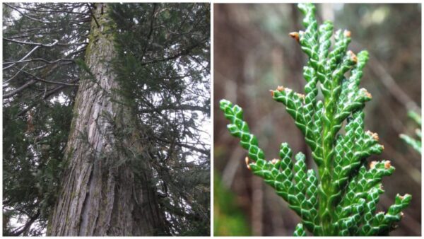 14 Different Types of Cypress Trees & Their Identifying Features