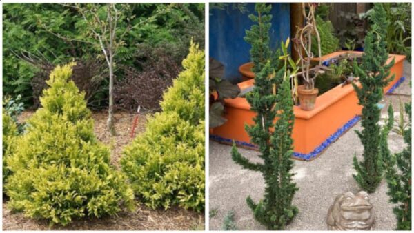 14 Different Types of Cypress Trees & Their Identifying Features