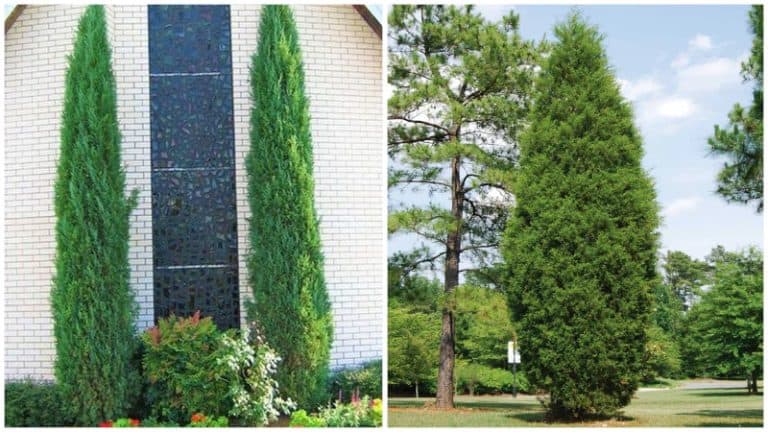 17 Different Types of Cedar Trees & Their Identifying Features