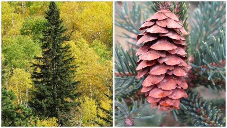 18 Different Types of Spruce Trees & Their Identifying Features