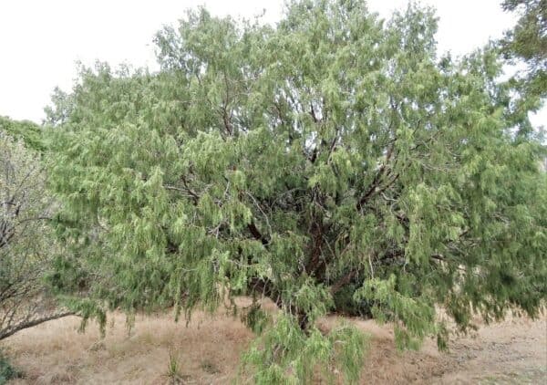 25 Different Types of Juniper Trees & Their Identifying Features