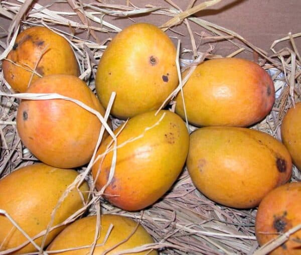 8 Best Types of Mango Trees to Grow in Florida