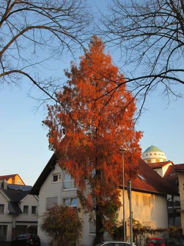 15 Trees That Thrive in USDA Hardiness Zone 6