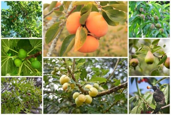 14 USDA Zone 10 Fruit Trees to Grow in Your Garden