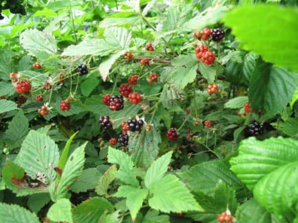 6 Common Texas Trees with Berries (& How to Identify Them)