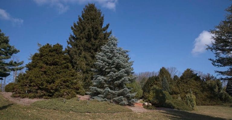 10 Evergreen Trees in Washington State for Color & Privacy