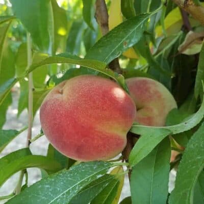 5 USDA Zone 4 Peach Tree Varieties To Plant Today