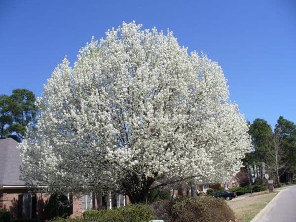 16 Stunning USDA Zone 6 Ornamental Flowering Trees