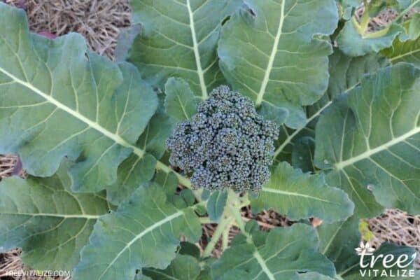 USDA Zone 7: Where is it? What to Plant? Tips to Success