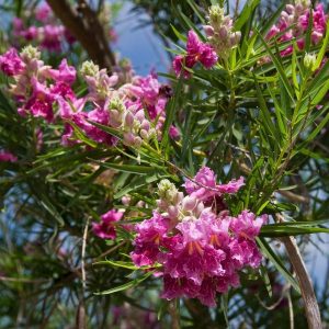 12 Washington State Flowering Trees to Brighten Up Your Yard