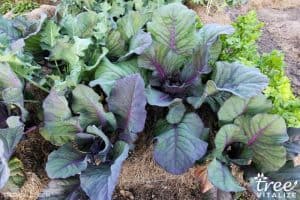 USDA Zone 1: Where is it? What to Plant? Tips to Success