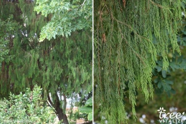 14 Different Types of Cypress Trees & Their Identifying Features