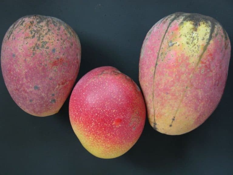 8 Best Types of Mango Trees to Grow in Florida